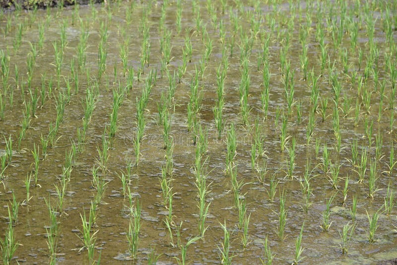 Rice transplanting stock image. Image of people, cultivation - 150190153