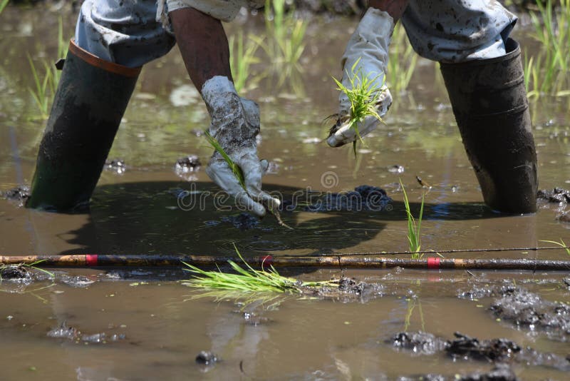 Rice transplanting stock photo. Image of culture, landscape - 150190180