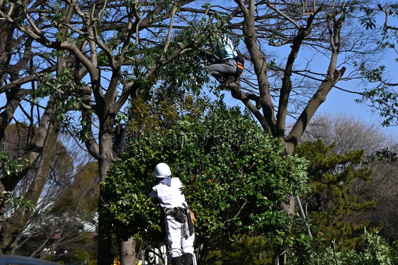 A Scene of Tree Felling and Maintenance Work in the Park. Stock Photo ...