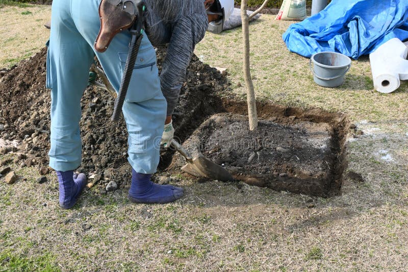 A Scene of Tree Planting Work by a Tree Planter. Stock Image - Image of ...