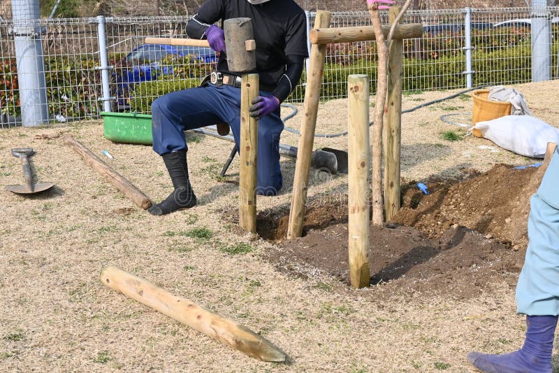 A Scene of Tree Planting Work by a Tree Planter. Stock Image - Image of ...