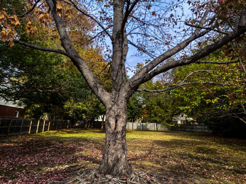 Scene of the Tree with Thick Stump in the Park Surrounded by Trees in ...