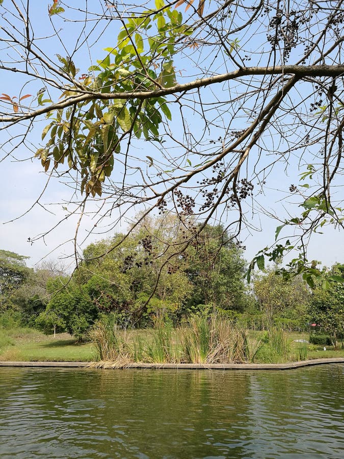 Scene of trees and canal stock photo. Image of scene - 108310212