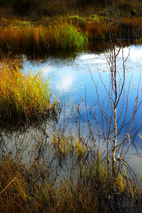 Scene with tundra lake stock photo. Image of vegetation - 85793228