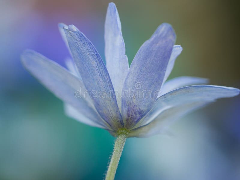 Scene of Vibrant Anemone Wildflowers Growing in a Field Stock Photo ...