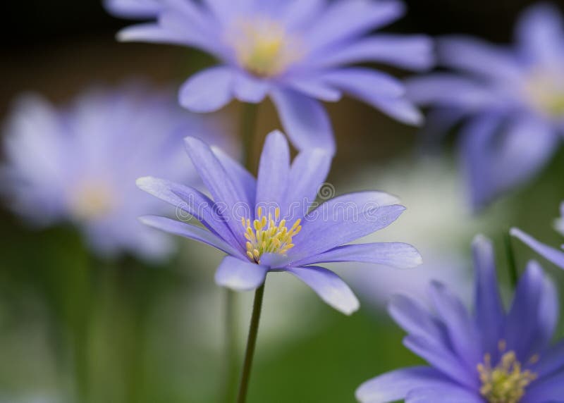 Scene of Vibrant Anemone Wildflowers Growing in a Field Stock Photo ...