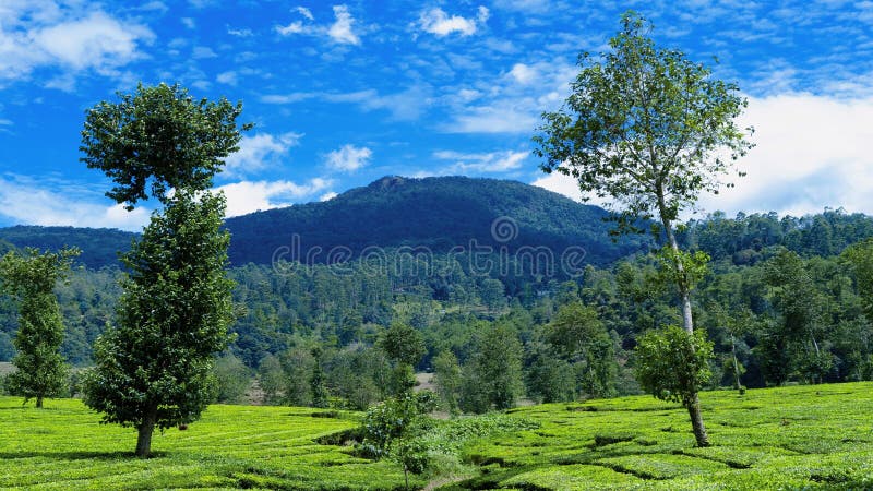 Scene View of a Tea Plantation with Mountains in the Background Stock ...