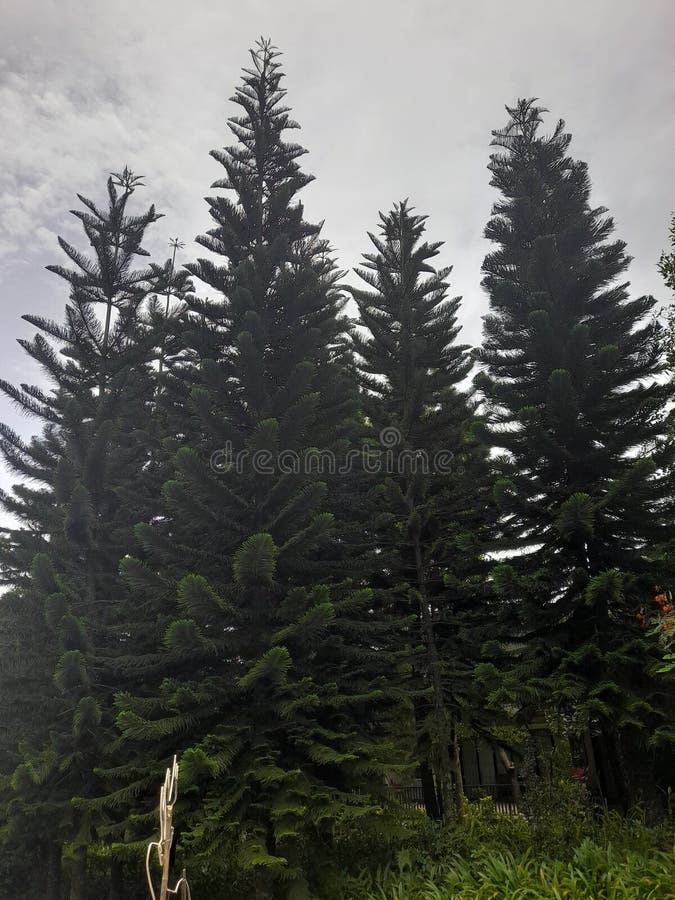 Scene Views of High Trees with Clear Sky Stock Image - Image of views ...