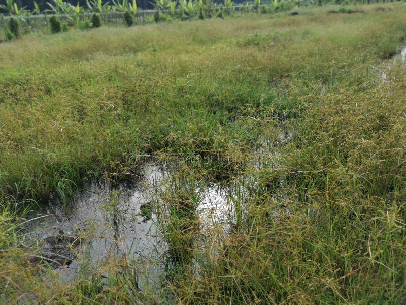Wild Cyperus Strigosus Grass Growing Around the Muddy Fields of Puddle ...