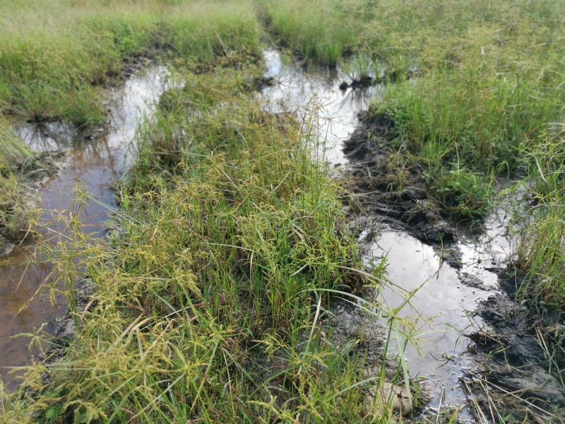 Wild Cyperus Strigosus Grass Growing Around the Muddy Fields of Puddle ...