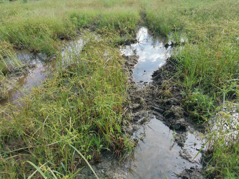 Wild Cyperus Strigosus Grass Growing Around the Muddy Fields of Puddle ...