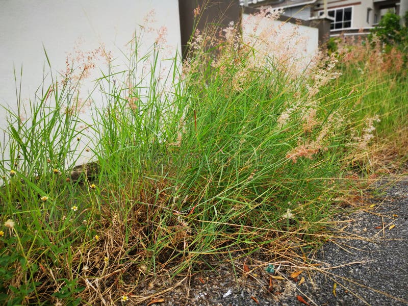 Scene of Wild Melinis Repen Grass Plant. Stock Photo - Image of melinis ...