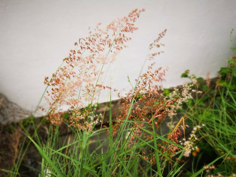 Scene of Wild Melinis Repen Grass Plant. Stock Image - Image of bunch ...