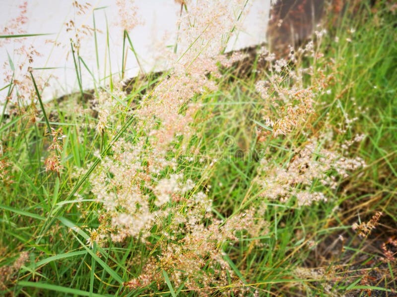 Scene of Wild Melinis Repen Grass Plant. Stock Photo - Image of natural ...