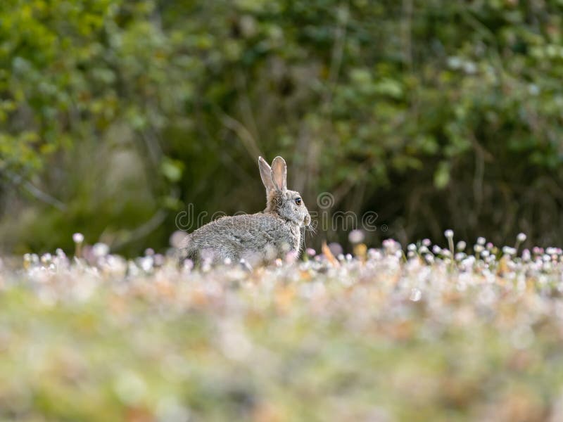 Scene with Wild Rabbit in the Spring Forest Stock Photo - Image of ...