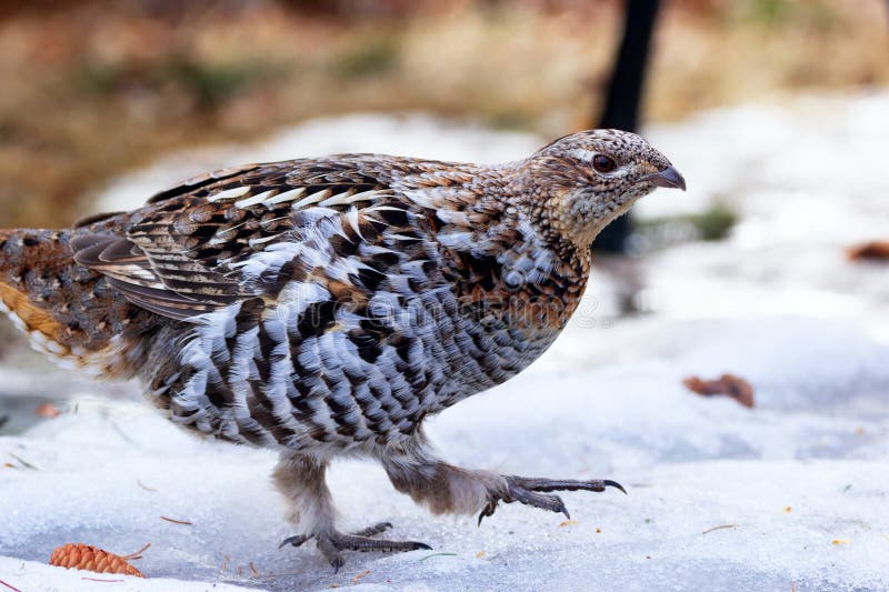 Scene in the Wild, Ruffed Grouse is Walking in Spring Forest Stock ...