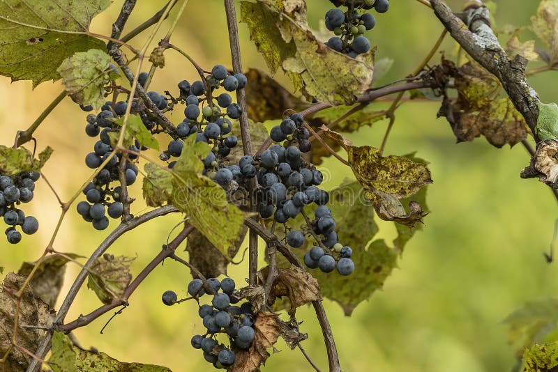 The Wild Vine with Grapes in the State Park Stock Photo - Image of leaf ...