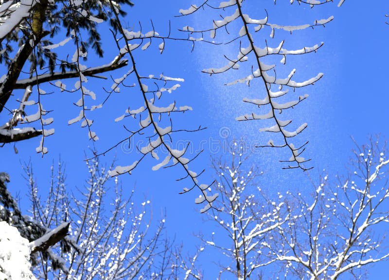 Falling Snow from the Tree, Natural Scene from Wisconsin Stock Image ...