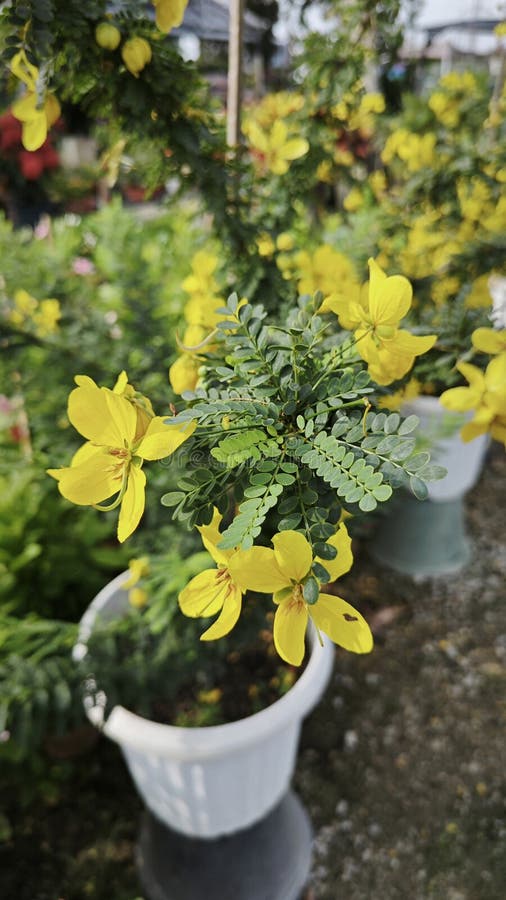 Scene of the Yellow Senna Surattensis Flowery Tree in the Pot. Stock ...