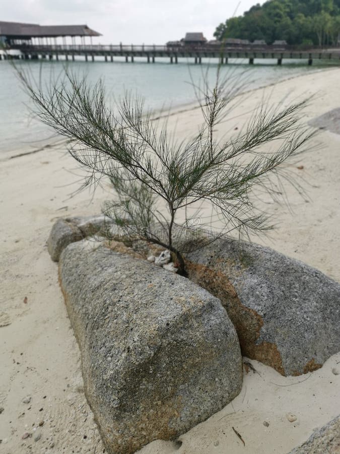 Scene of Young Pine Tree Growing on Boulder by the Beach Stock Image ...