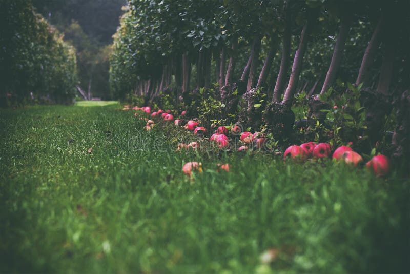 Scenery of Apples Fallen from Trees Stock Image - Image of fallen ...