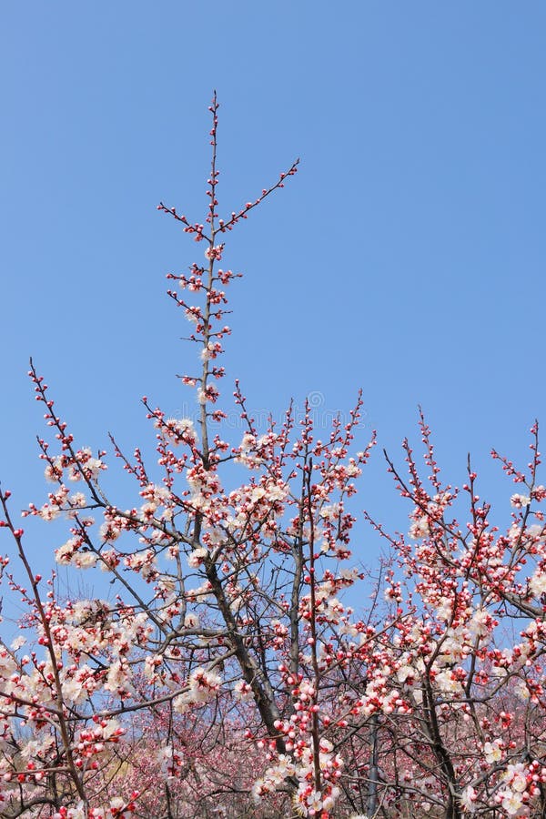 Spring apricot forest stock image. Image of spring, blooming - 178559301