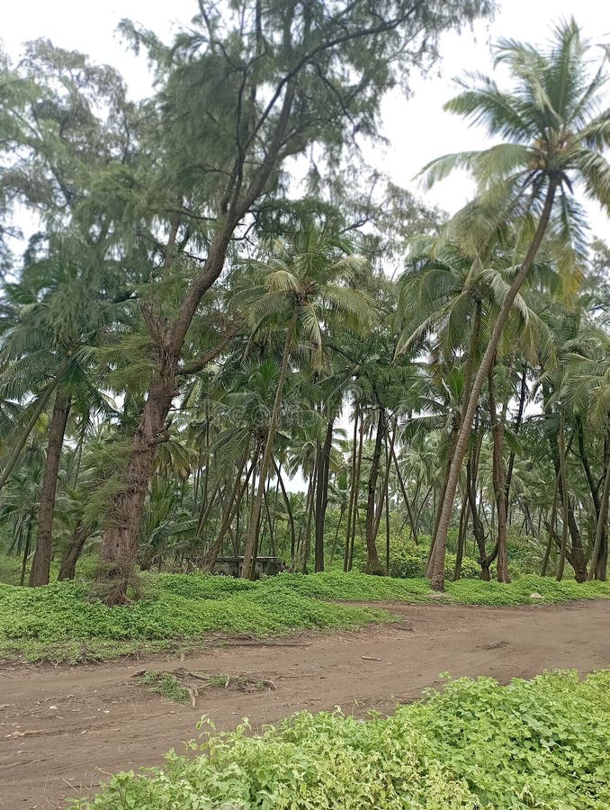 Scenery at Arnala Beach at Virar Mumbai Stock Photo - Image of mjmbai ...
