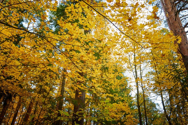 Scenery Autumn Forest. Yellow Trees in Nature Landscape Stock Image ...