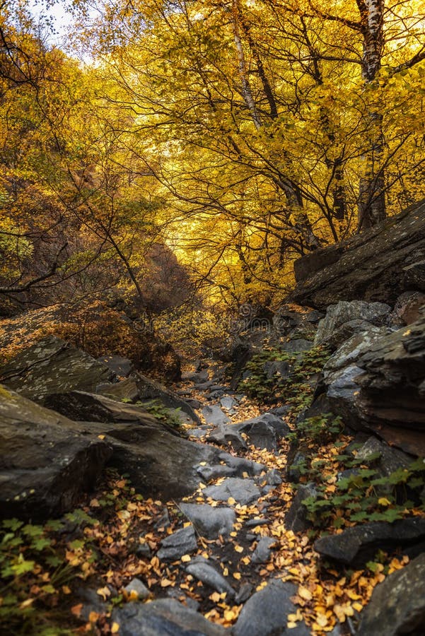 Scenery of Autumn Nature with Vivid Colors and Sunlight. Stock Photo ...