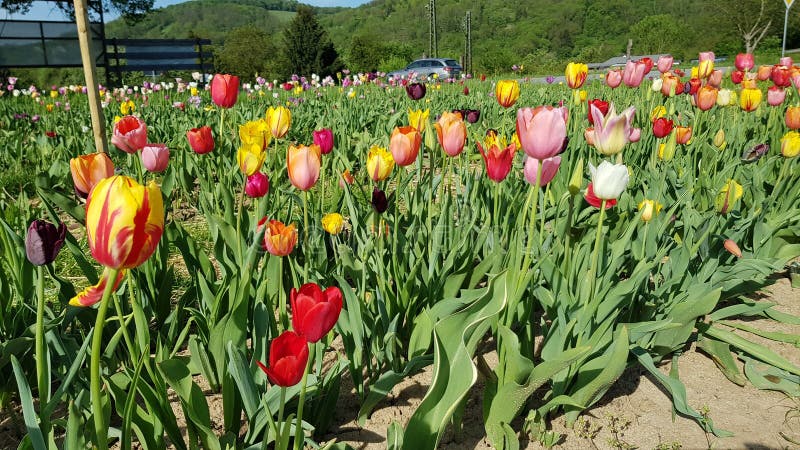 The Scenery of the Beautiful Flower Fields Stock Image - Image of ...