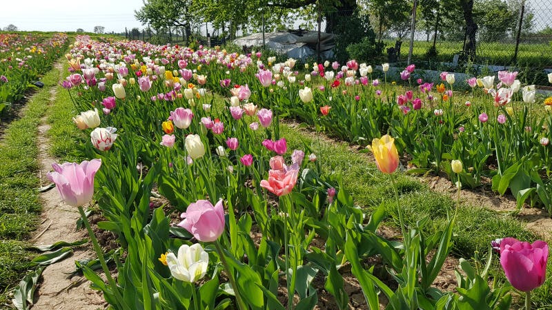 The Scenery of the Beautiful Flower Fields Stock Photo - Image of ...
