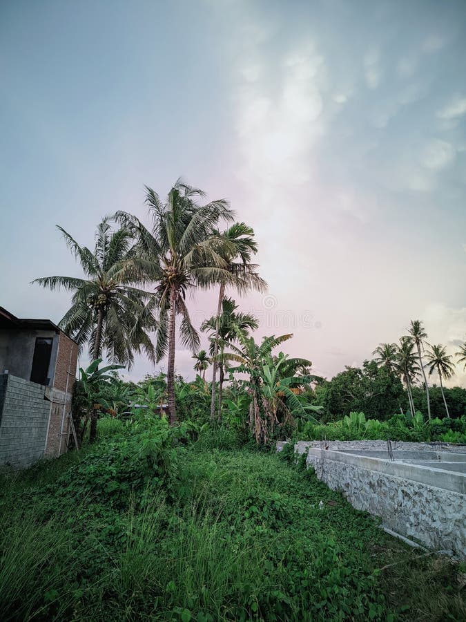 The Scenery in the Beautiful Hometown with Coconut Trees and Clouds in ...