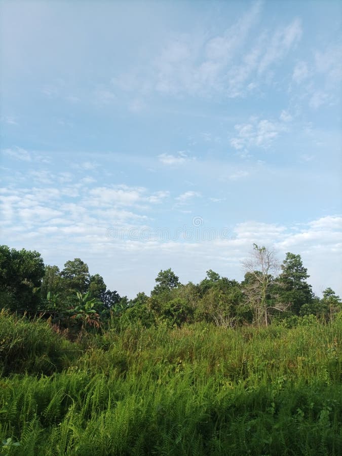 Scenery Blue Sky Cloud Grass Trees Behind the House Stock Photo - Image ...