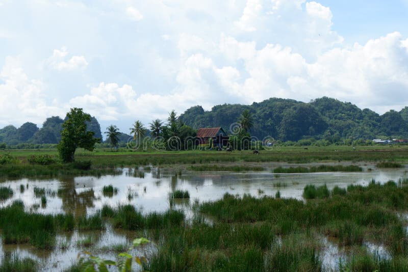 Scenery of Calm and Beautiy Nature Life in the Village Stock Image ...
