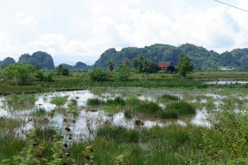 Scenery of Calm and Beauty Nature Life in the Village Stock Image ...