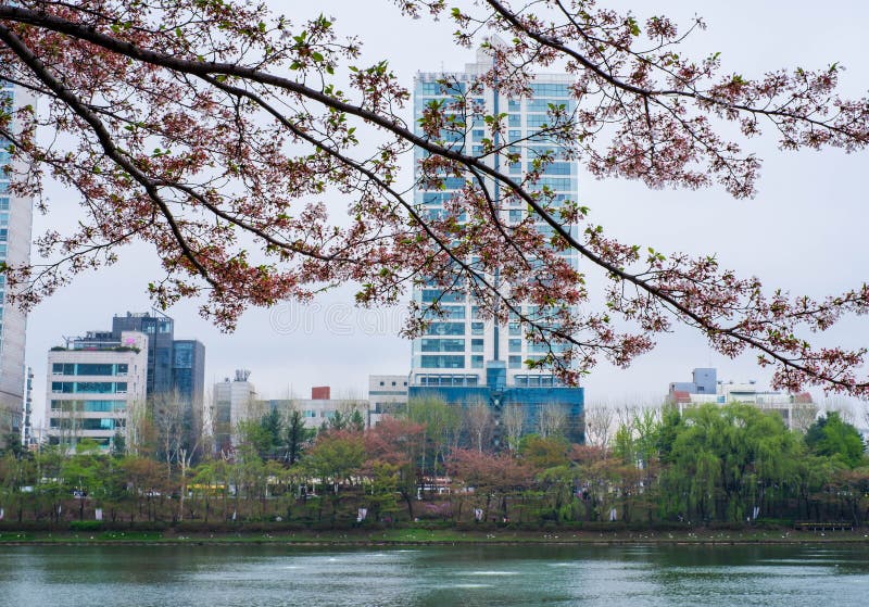Scenery with Cherry Blossom Trees Along the River and Buildings Stock ...