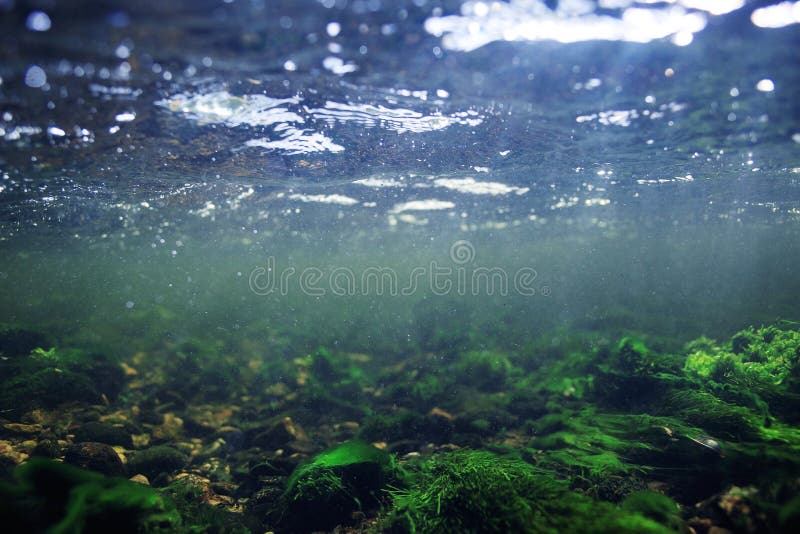 Scenery in Clear River Water Stock Image - Image of flora, clean: 61308531