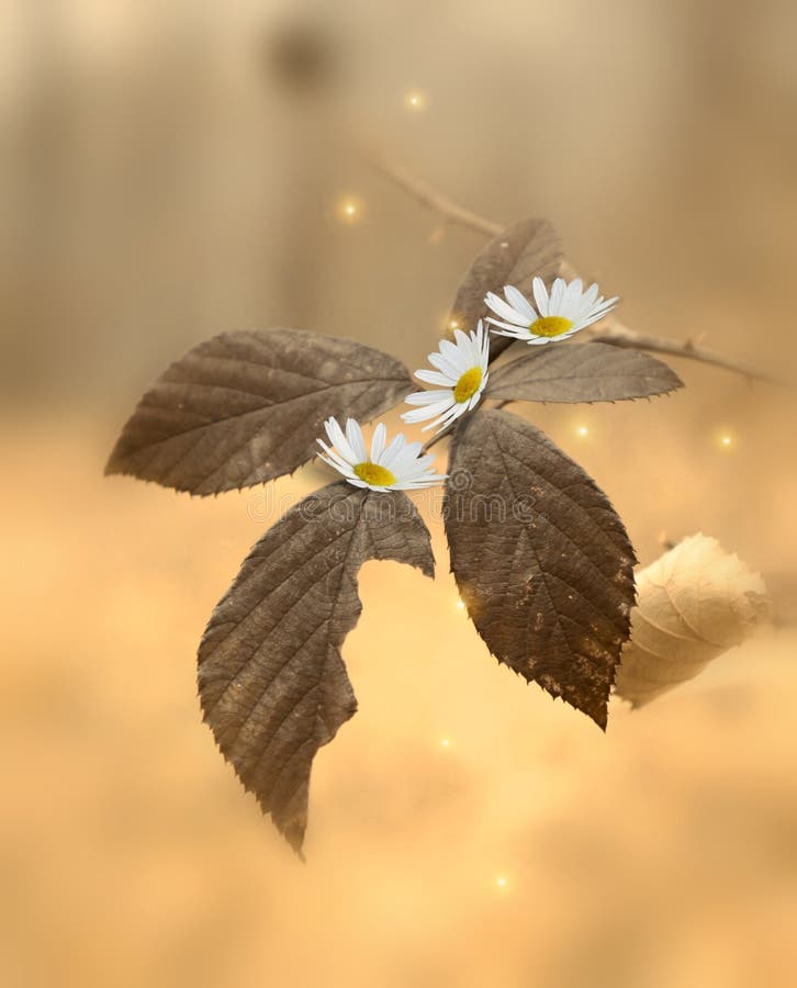 Scenery with Daisy with Sparkles Stock Image - Image of daisy, flower ...