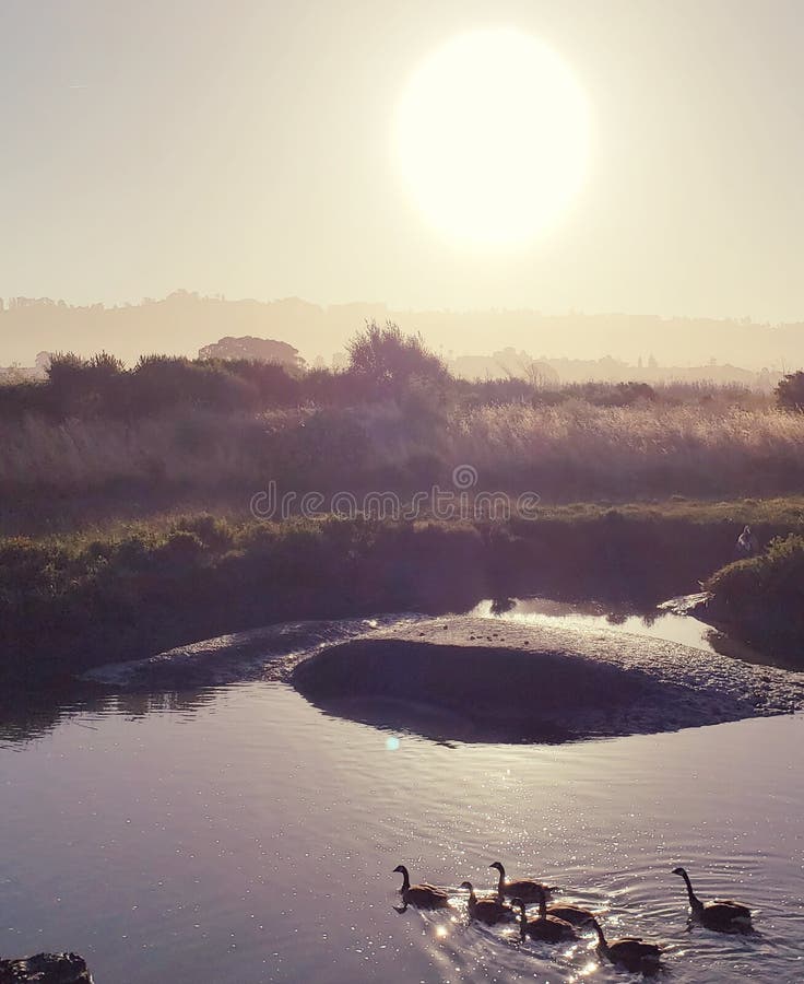 Scenery ducks meadow creek stock photo. Image of ducks - 159323438