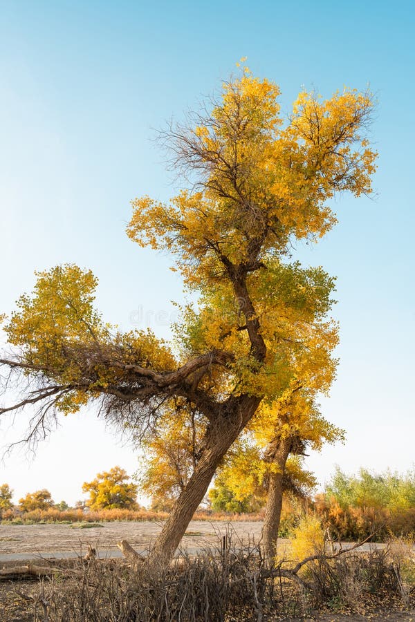 The Scenery of the Ejina Desert Poplar Forest in Inner Mongolia, China ...