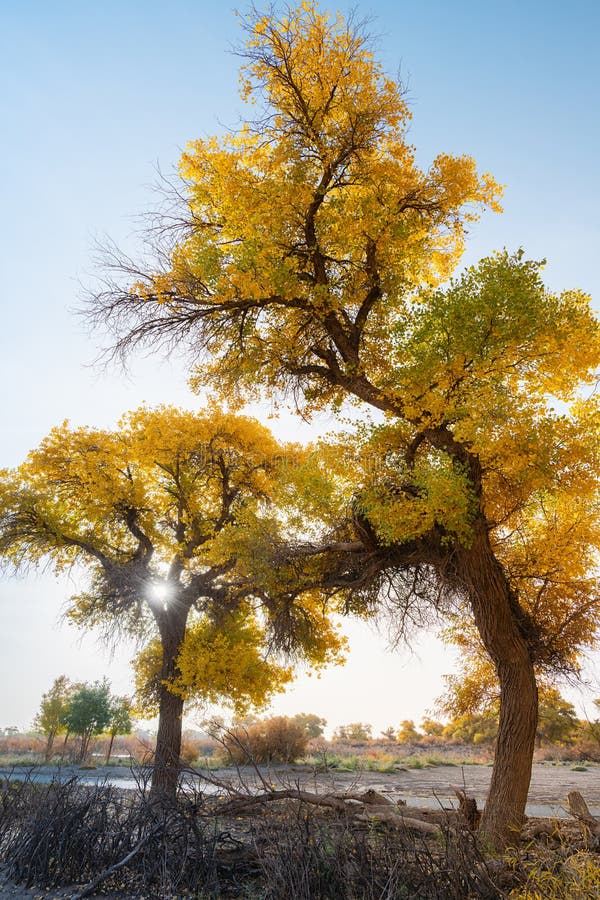 The Scenery of the Ejina Desert Poplar Forest in Inner Mongolia, China ...