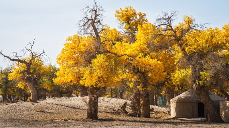 The Scenery of the Ejina Desert Poplar Forest in Inner Mongolia, China ...