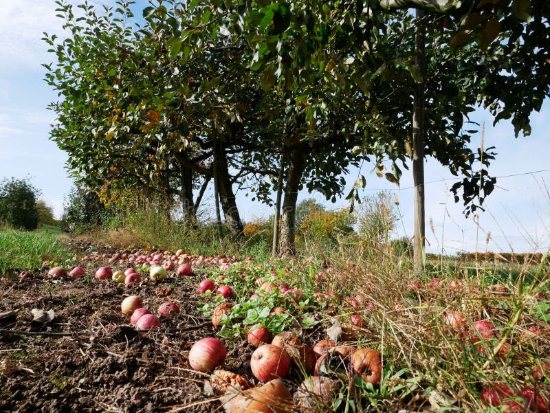 Scenery of a Field with Fresh Apples Fallen Down from the Trees Stock ...