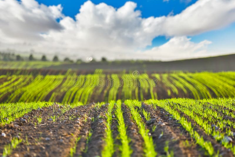 Scenery the field stock image. Image of natural, landscape - 51926049