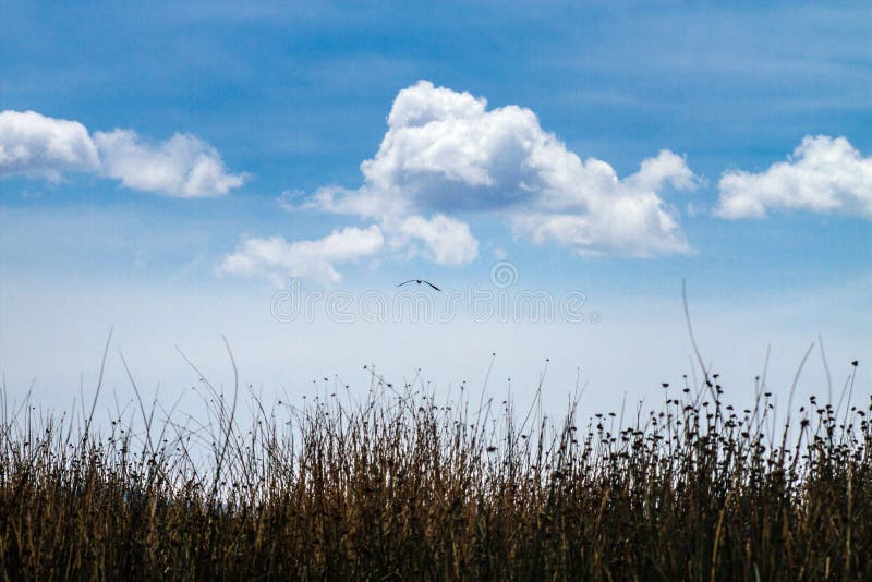Scenery of a Field Under the Cloudy Sky with a Flying Bird Stock Photo ...