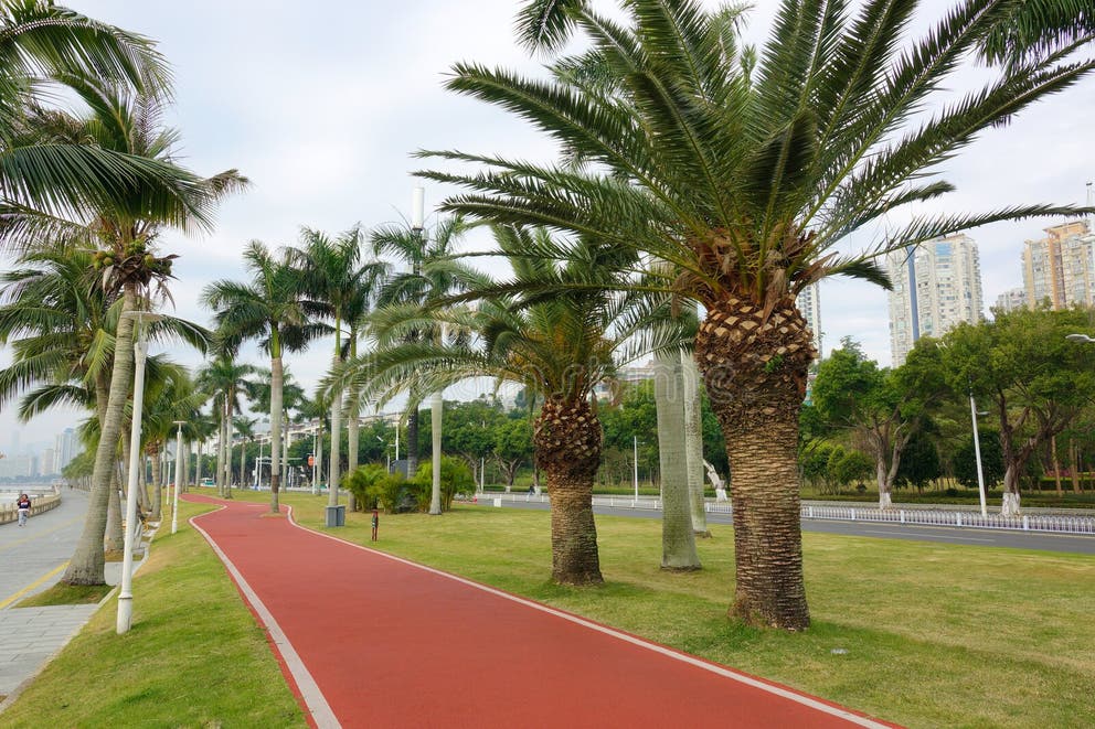 Palm trail stock image. Image of scenery, tree, tropic - 317041769