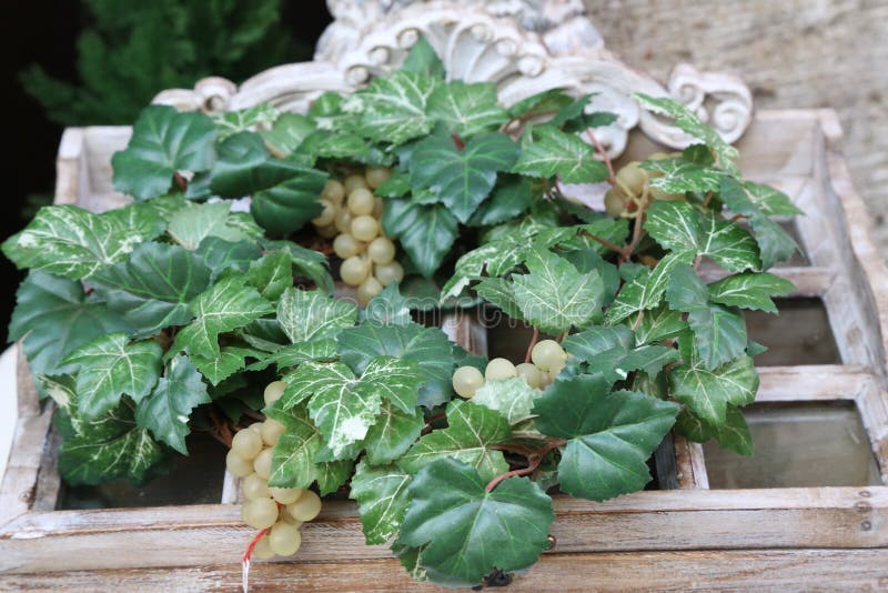 Decorative grapes stock image. Image of nature, plant - 104248379