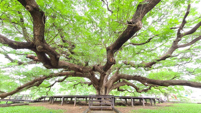 Scenery of Giant Tree , Samanea Saman (Leguminosae) or Chamchuri Tree ...