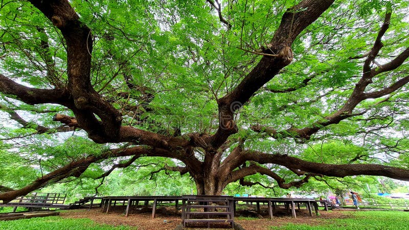 Scenery of Giant Tree , Samanea Saman (Leguminosae) or Chamchuri Tree ...
