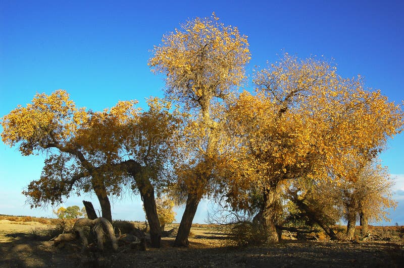 380 Desert Inner Mongolia Trees Stock Photos - Free & Royalty-Free ...
